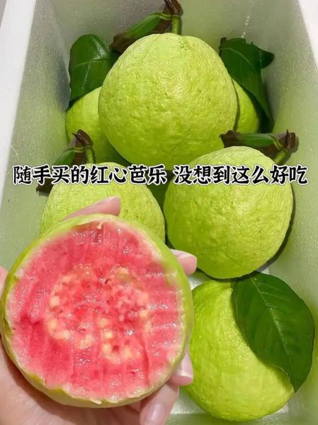 红心番石榴热量高吗_红心番石榴维C含量多少-第2张图片-山城妙识 红心番石榴热量高吗_红心番石榴维C含量多少-第2张图片-山城妙识