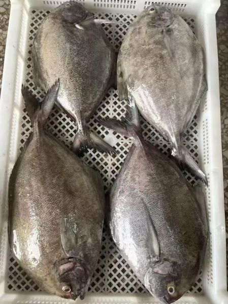 黑鲳鱼多少钱一斤_黑鲳鱼怎么做好吃-第1张图片-山城妙识 黑鲳鱼多少钱一斤_黑鲳鱼怎么做好吃-第1张图片-山城妙识