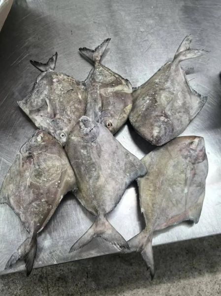 黑鲳鱼多少钱一斤_黑鲳鱼怎么做好吃-第2张图片-山城妙识 黑鲳鱼多少钱一斤_黑鲳鱼怎么做好吃-第2张图片-山城妙识