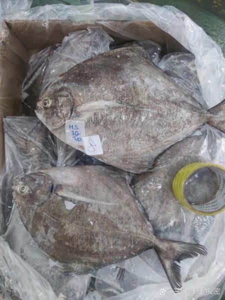 黑鲳鱼多少钱一斤_黑鲳鱼怎么做好吃-第3张图片-山城妙识 黑鲳鱼多少钱一斤_黑鲳鱼怎么做好吃-第3张图片-山城妙识