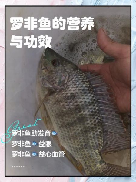 罗非鱼怎么做好吃_罗非鱼的营养价值-第2张图片-山城妙识 罗非鱼怎么做好吃_罗非鱼的营养价值-第2张图片-山城妙识