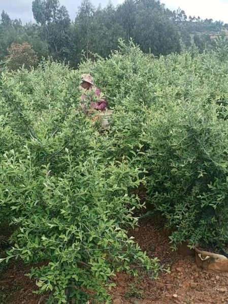 牛筋木图片_牛筋木是什么树-第2张图片-山城妙识