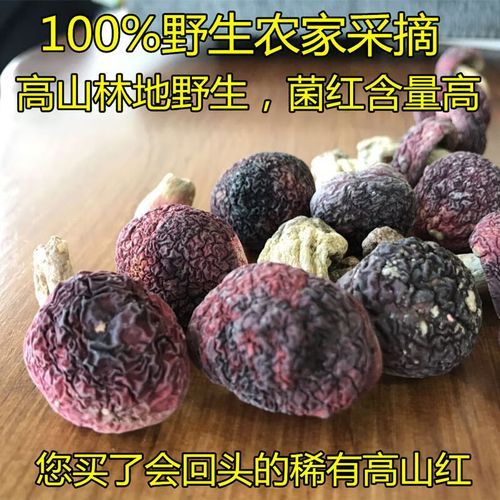 红菇可以人工种植吗_红菇人工种植技术难点-第3张图片-山城妙识 红菇可以人工种植吗_红菇人工种植技术难点-第3张图片-山城妙识