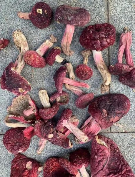 红菇可以人工种植吗_红菇人工种植技术难点-第1张图片-山城妙识 红菇可以人工种植吗_红菇人工种植技术难点-第1张图片-山城妙识