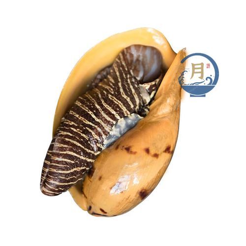 黄螺多少钱一斤_黄螺价格行情-第1张图片-山城妙识 黄螺多少钱一斤_黄螺价格行情-第1张图片-山城妙识