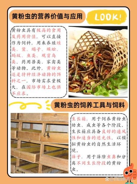 面包虫怎么养_面包虫养殖技术要点-第1张图片-山城妙识 面包虫怎么养_面包虫养殖技术要点-第1张图片-山城妙识