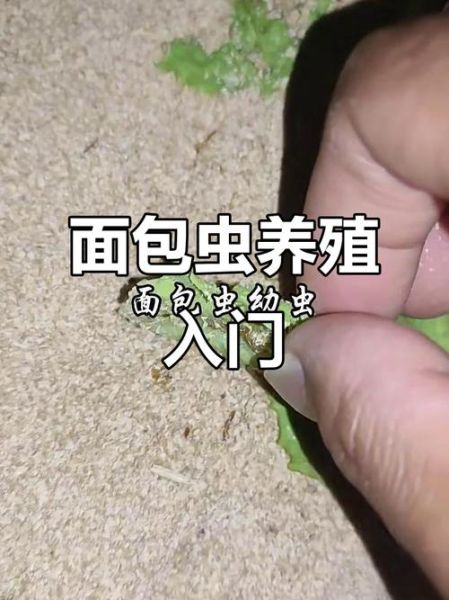 面包虫怎么养_面包虫养殖技术要点-第2张图片-山城妙识 面包虫怎么养_面包虫养殖技术要点-第2张图片-山城妙识