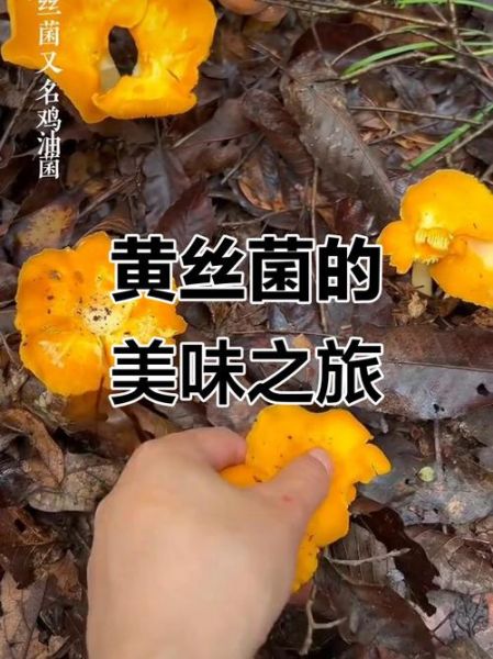 黄丝菌图片_如何辨别真假-第3张图片-山城妙识