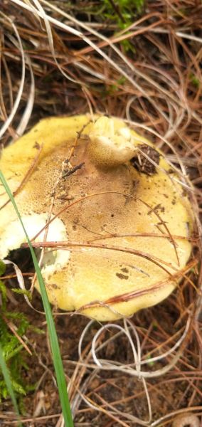 黄丝菌图片_如何辨别真假-第2张图片-山城妙识