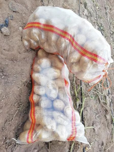 内蒙古土豆价格最新行情_今日多少钱一斤-第1张图片-山城妙识