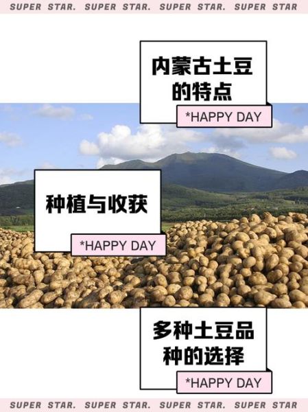 内蒙古土豆价格最新行情_今日多少钱一斤-第3张图片-山城妙识