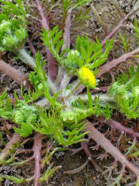 野芫荽怎么读_野芫荽的功效与作用-第1张图片-山城妙识