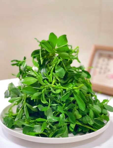 苜蓿菜怎么做好吃_苜蓿菜的家常做法-第1张图片-山城妙识 苜蓿菜怎么做好吃_苜蓿菜的家常做法-第1张图片-山城妙识