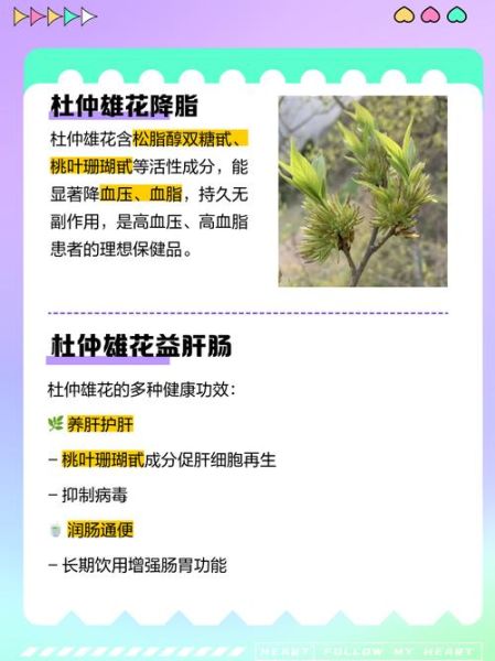 杜仲雄花茶的功效与作用_适合什么人喝-第1张图片-山城妙识