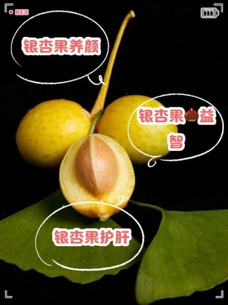 银杏仁的功效与作用禁忌_银杏仁怎么吃才安全-第3张图片-山城妙识