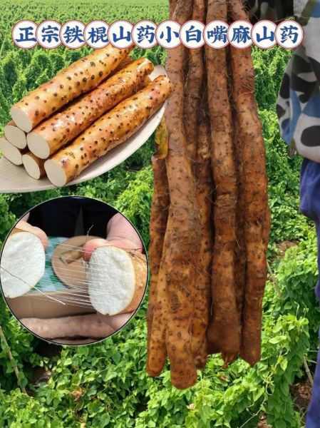 麻山药怎么做好吃_麻山药的家常做法-第2张图片-山城妙识 麻山药怎么做好吃_麻山药的家常做法-第2张图片-山城妙识