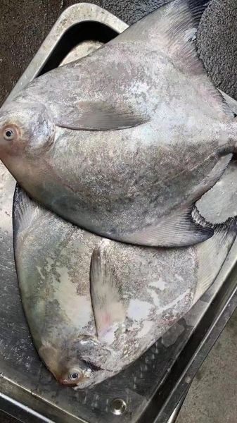 鲳鱼种类大全_鲳鱼图片怎么区分-第2张图片-山城妙识 鲳鱼种类大全_鲳鱼图片怎么区分-第2张图片-山城妙识