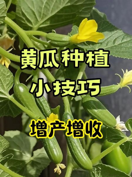黄瓜种植技术_如何提高黄瓜产量-第2张图片-山城妙识 黄瓜种植技术_如何提高黄瓜产量-第2张图片-山城妙识