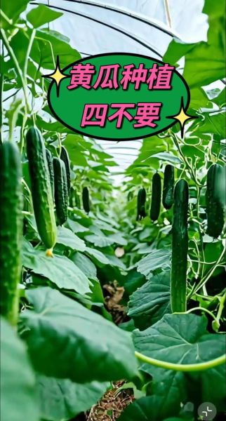 黄瓜种植技术_如何提高黄瓜产量-第3张图片-山城妙识 黄瓜种植技术_如何提高黄瓜产量-第3张图片-山城妙识