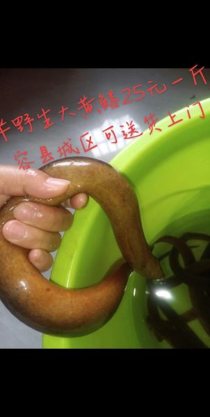 鳝鱼的营养价值及功效_鳝鱼的功效与作用有哪些-第1张图片-山城妙识