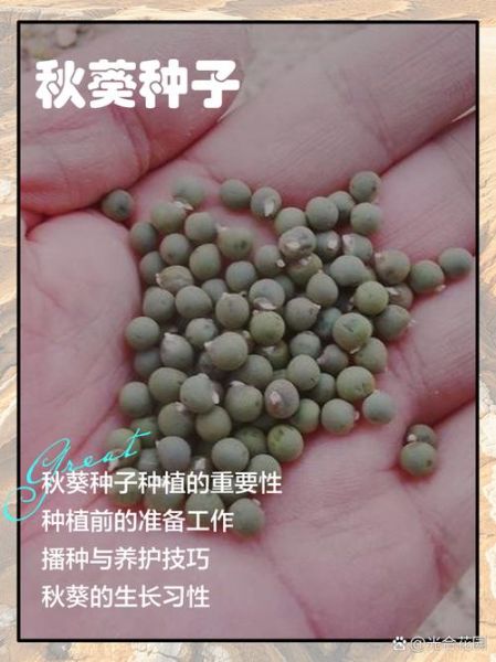 秋葵种子怎么催芽_秋葵种子种植方法-第2张图片-山城妙识 秋葵种子怎么催芽_秋葵种子种植方法-第2张图片-山城妙识