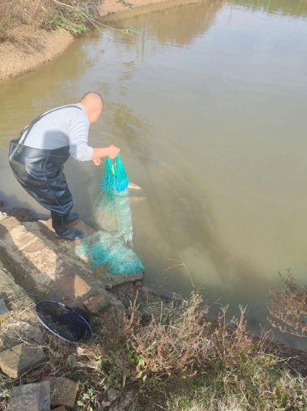 糍粑鱼要晒多久_糍粑鱼晒几天最合适-第3张图片-山城妙识 糍粑鱼要晒多久_糍粑鱼晒几天最合适-第3张图片-山城妙识