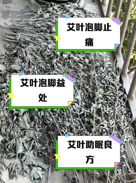 艾草煮水泡脚的功效与作用_艾草泡脚多久一次最好-第3张图片-山城妙识 艾草煮水泡脚的功效与作用_艾草泡脚多久一次最好-第3张图片-山城妙识