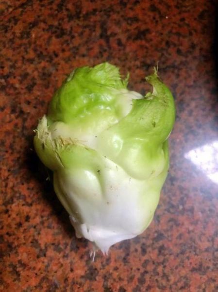 儿菜是榨菜吗_儿菜和榨菜的区别-第3张图片-山城妙识