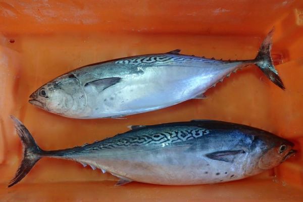 鲔怎么读_鲔鱼是什么鱼-第2张图片-山城妙识