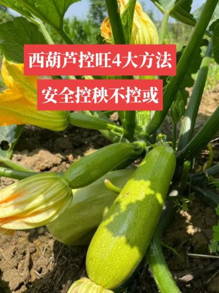 西葫芦怎么种_西葫芦管理方法-第1张图片-山城妙识 西葫芦怎么种_西葫芦管理方法-第1张图片-山城妙识