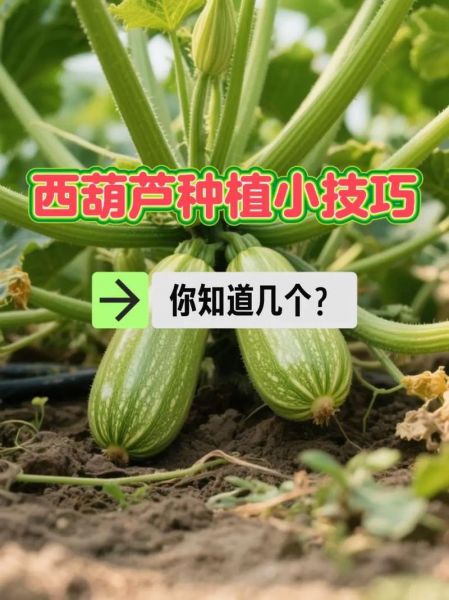 西葫芦怎么种_西葫芦管理方法-第2张图片-山城妙识 西葫芦怎么种_西葫芦管理方法-第2张图片-山城妙识