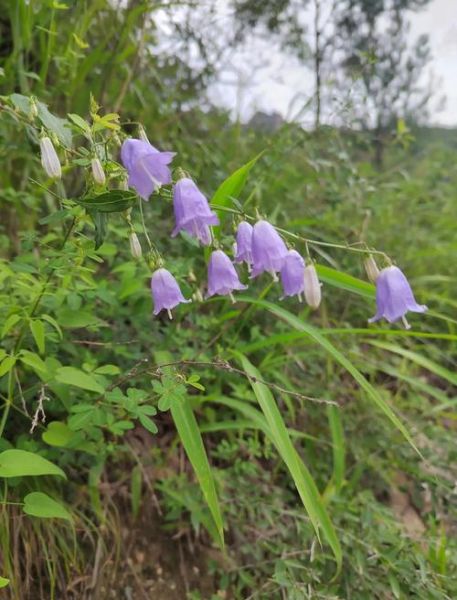 沙参的功效与作用_沙参主治什么病-第3张图片-山城妙识