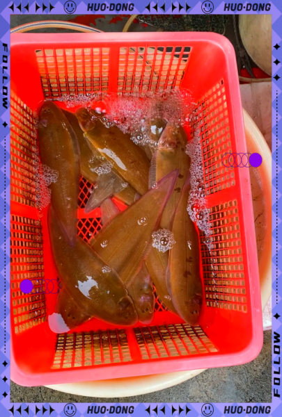 巴沙鱼片和龙利鱼片哪个好吃_口感区别与选购技巧-第1张图片-山城妙识