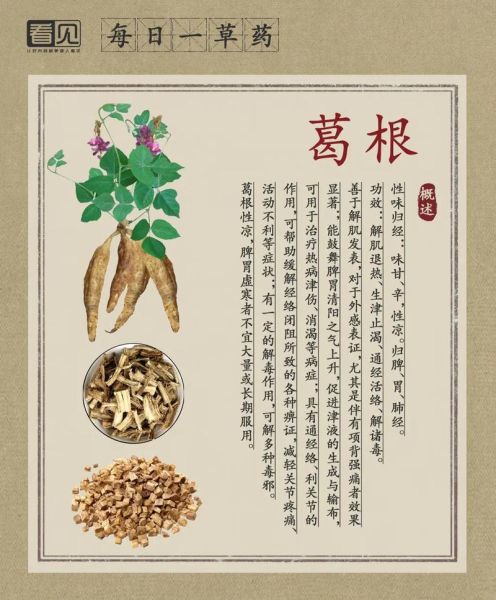 葛根是什么植物的根_葛根的功效与作用-第3张图片-山城妙识 葛根是什么植物的根_葛根的功效与作用-第3张图片-山城妙识