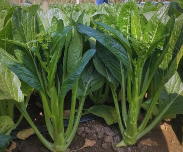 广东菜心价格_广东菜心多少钱一斤-第2张图片-山城妙识 广东菜心价格_广东菜心多少钱一斤-第2张图片-山城妙识