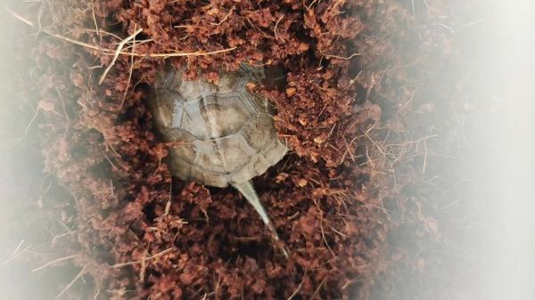 黄喉拟水龟冬眠温度_黄喉拟水龟冬眠注意事项-第3张图片-山城妙识