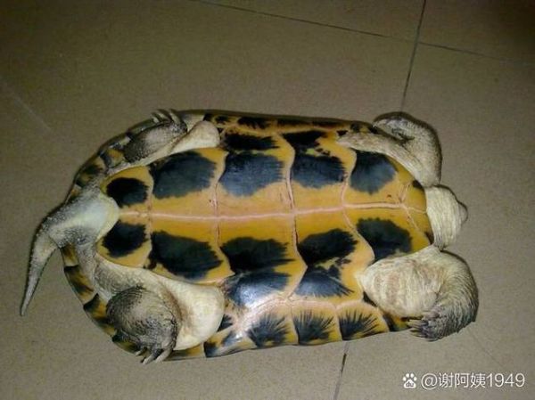 黄喉拟水龟冬眠温度_黄喉拟水龟冬眠注意事项-第2张图片-山城妙识