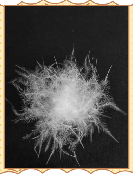 白鸭绒和白鹅绒哪个更保暖_白鸭绒和白鹅绒的区别-第3张图片-山城妙识 白鸭绒和白鹅绒哪个更保暖_白鸭绒和白鹅绒的区别-第3张图片-山城妙识