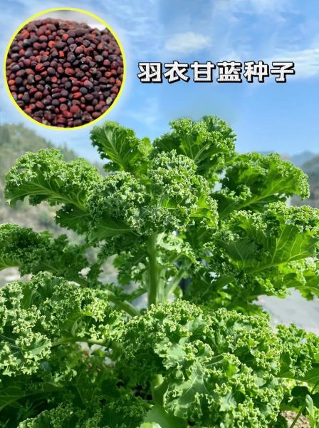 羽衣甘蓝什么时候种_羽衣甘蓝怎么种-第1张图片-山城妙识 羽衣甘蓝什么时候种_羽衣甘蓝怎么种-第1张图片-山城妙识