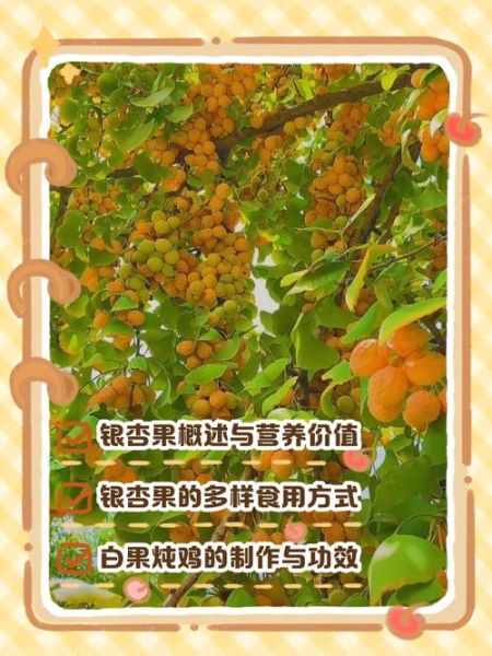 银杏果能吃吗_银杏果怎么吃才安全-第3张图片-山城妙识 银杏果能吃吗_银杏果怎么吃才安全-第3张图片-山城妙识