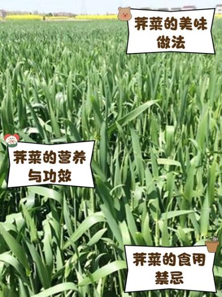 荠麦怎么读_荠麦和荞麦区别-第1张图片-山城妙识