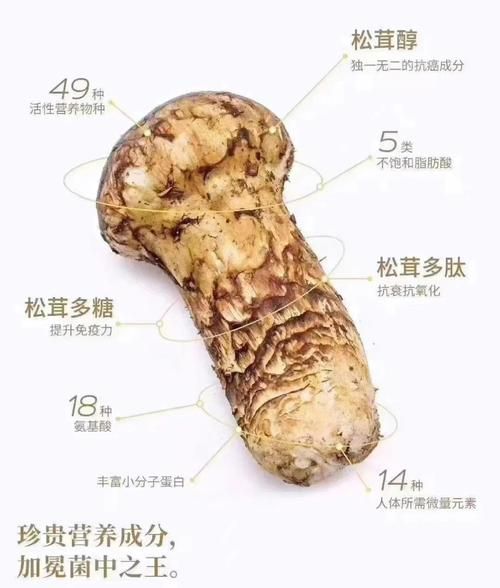 松茸怎么洗_松茸清洗的正确方法-第2张图片-山城妙识 松茸怎么洗_松茸清洗的正确方法-第2张图片-山城妙识