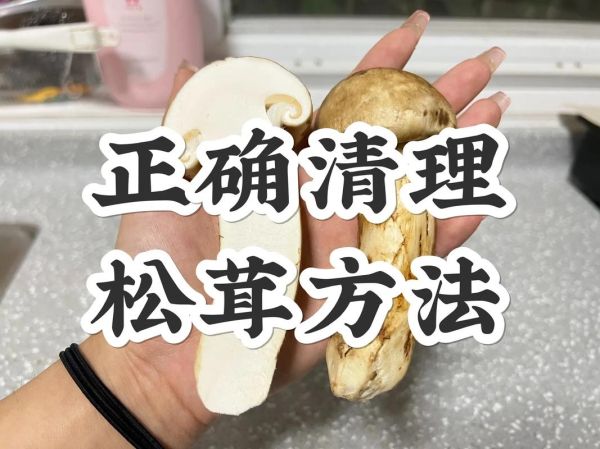 松茸怎么洗_松茸清洗的正确方法-第1张图片-山城妙识 松茸怎么洗_松茸清洗的正确方法-第1张图片-山城妙识