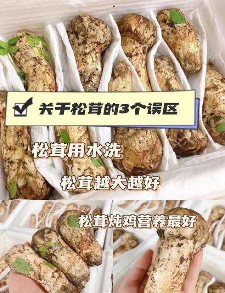 松茸怎么洗_松茸清洗的正确方法-第3张图片-山城妙识 松茸怎么洗_松茸清洗的正确方法-第3张图片-山城妙识