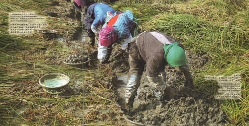 荸荠长什么样子_荸荠全株图片详解-第1张图片-山城妙识