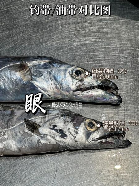 钓带鱼用什么饵料_钓带鱼最佳时间-第3张图片-山城妙识 钓带鱼用什么饵料_钓带鱼最佳时间-第3张图片-山城妙识