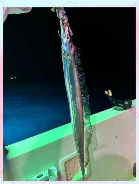 钓带鱼用什么饵料_钓带鱼最佳时间-第2张图片-山城妙识 钓带鱼用什么饵料_钓带鱼最佳时间-第2张图片-山城妙识