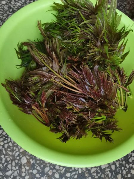 椿树芽怎么吃_椿树芽有毒吗-第1张图片-山城妙识