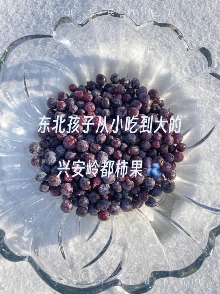 都柿和蓝莓的区别_都柿是不是蓝莓-第2张图片-山城妙识