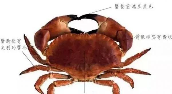 珍宝蟹和面包蟹的区别_哪个更好吃-第2张图片-山城妙识